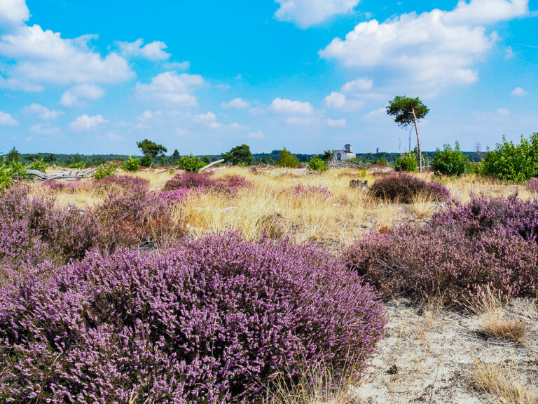 Heidevelden op de Veluwe – 7 tips voor de paarse pracht