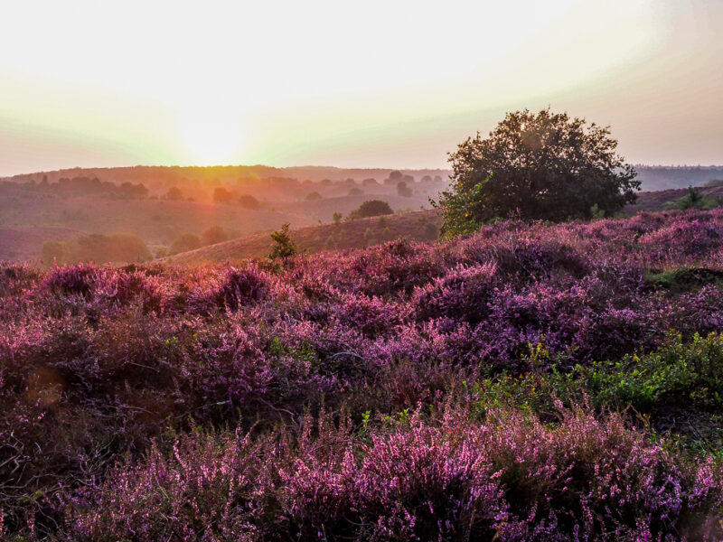 Heidevelden op de Veluwe – 7 tips voor de paarse pracht